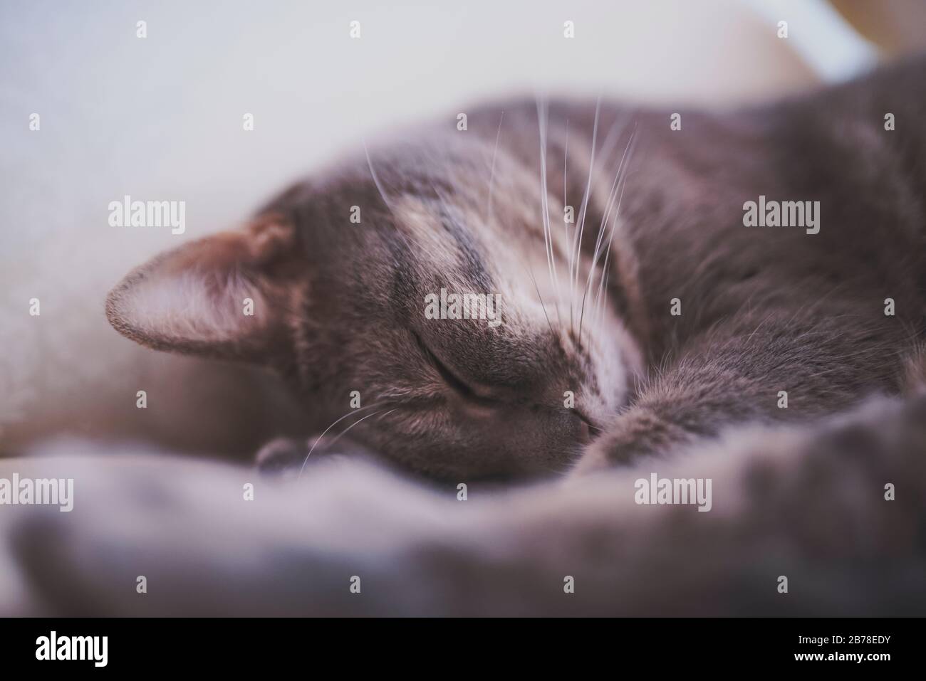 cat spleeping - close up Stock Photo - Alamy