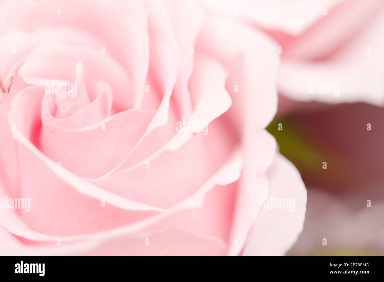Tender rose flower in nature, floral art and botanical garden as ...