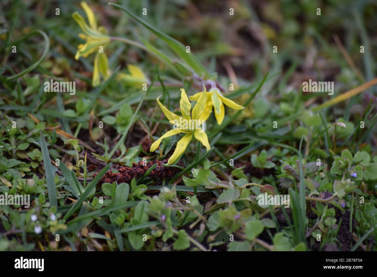 Field gagea in a Meadow Stock Photo - Alamy