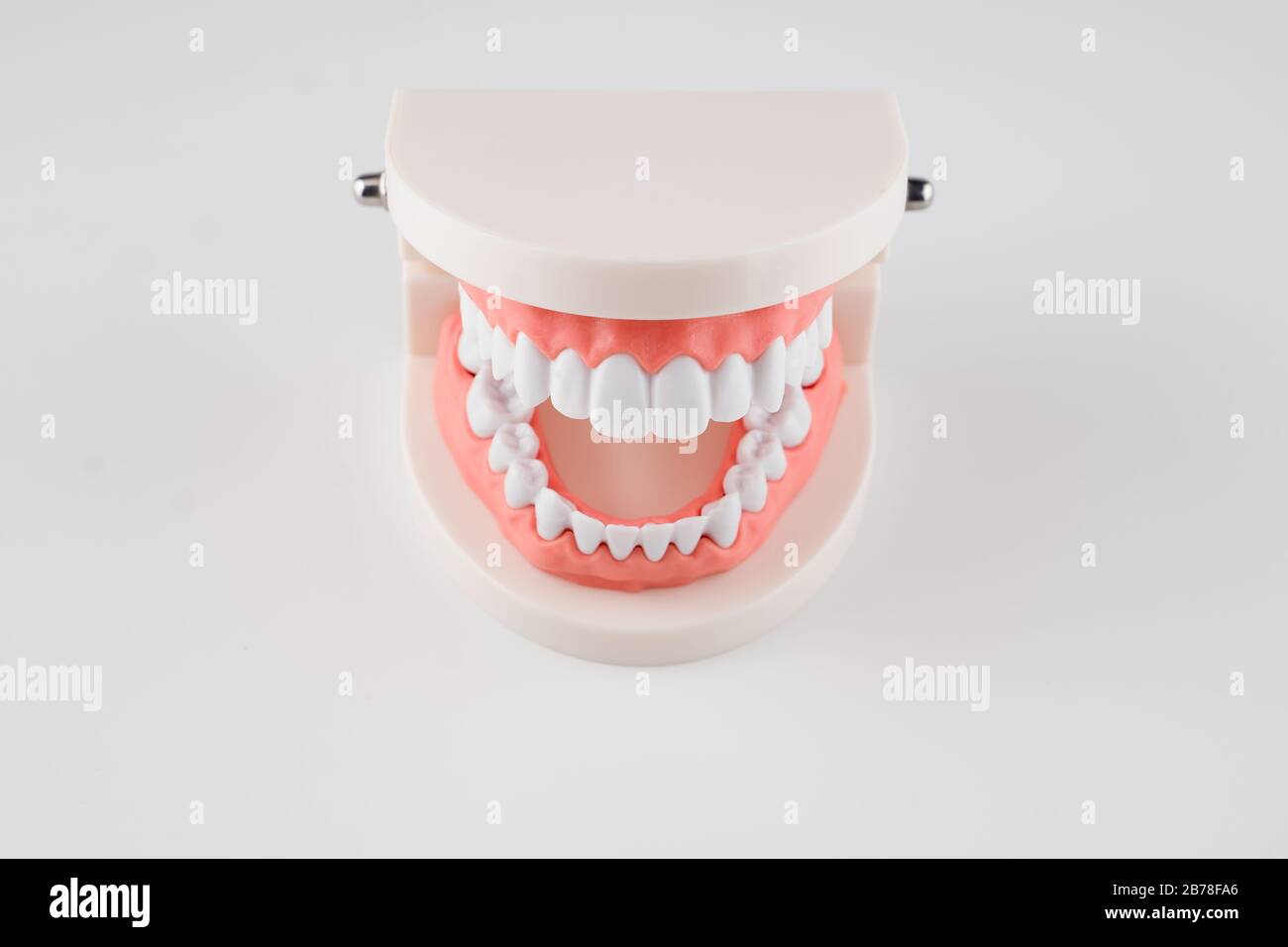 acrylic human jaw model for studying oral hygiene Stock Photo - Alamy