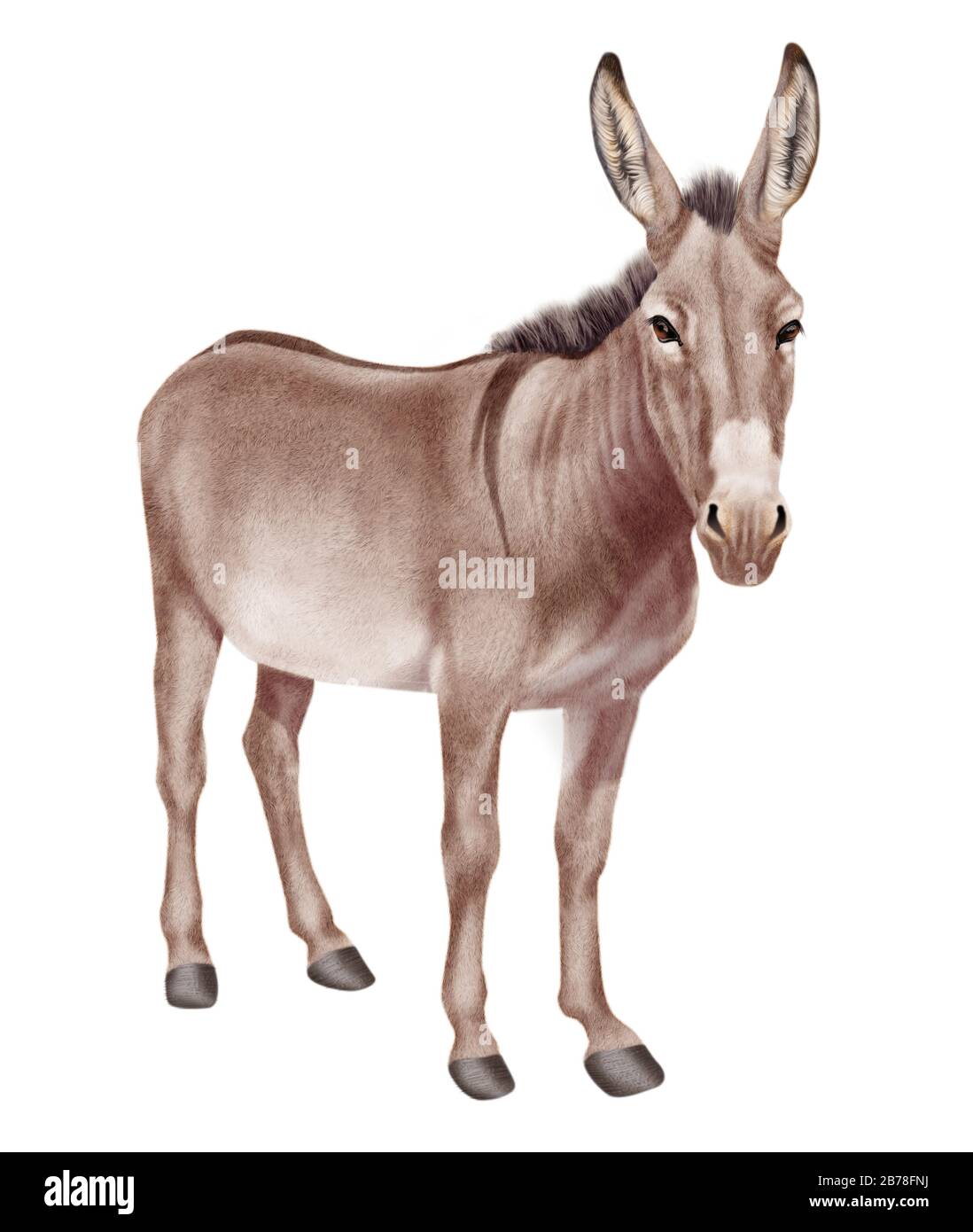 White And Beige Donkey High Resolution Stock Photography and Images - Alamy