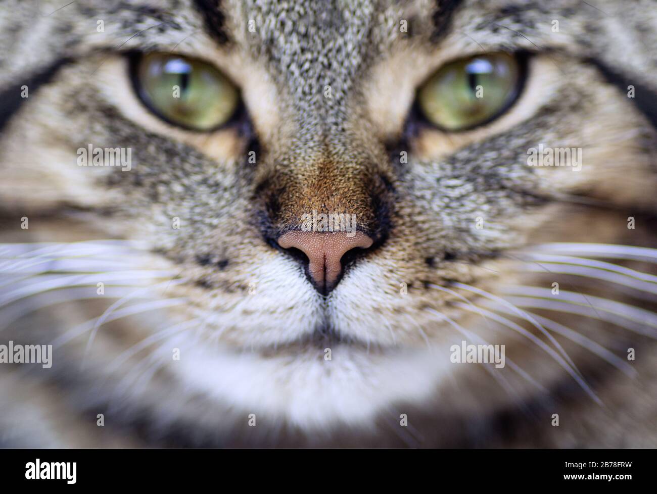 Cat macro hi-res stock photography and images - Alamy