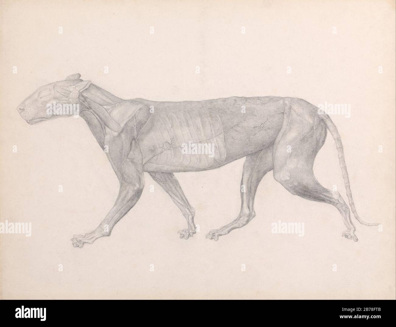 George Stubbs - A Comparative Anatomical Exposition of the Structure of ...
