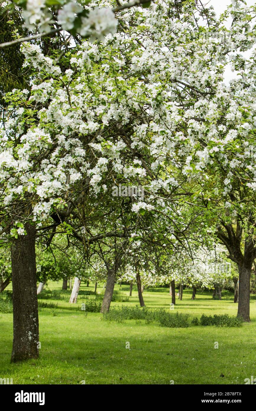 Cider apple orchard herefordshire hi-res stock photography and images ...
