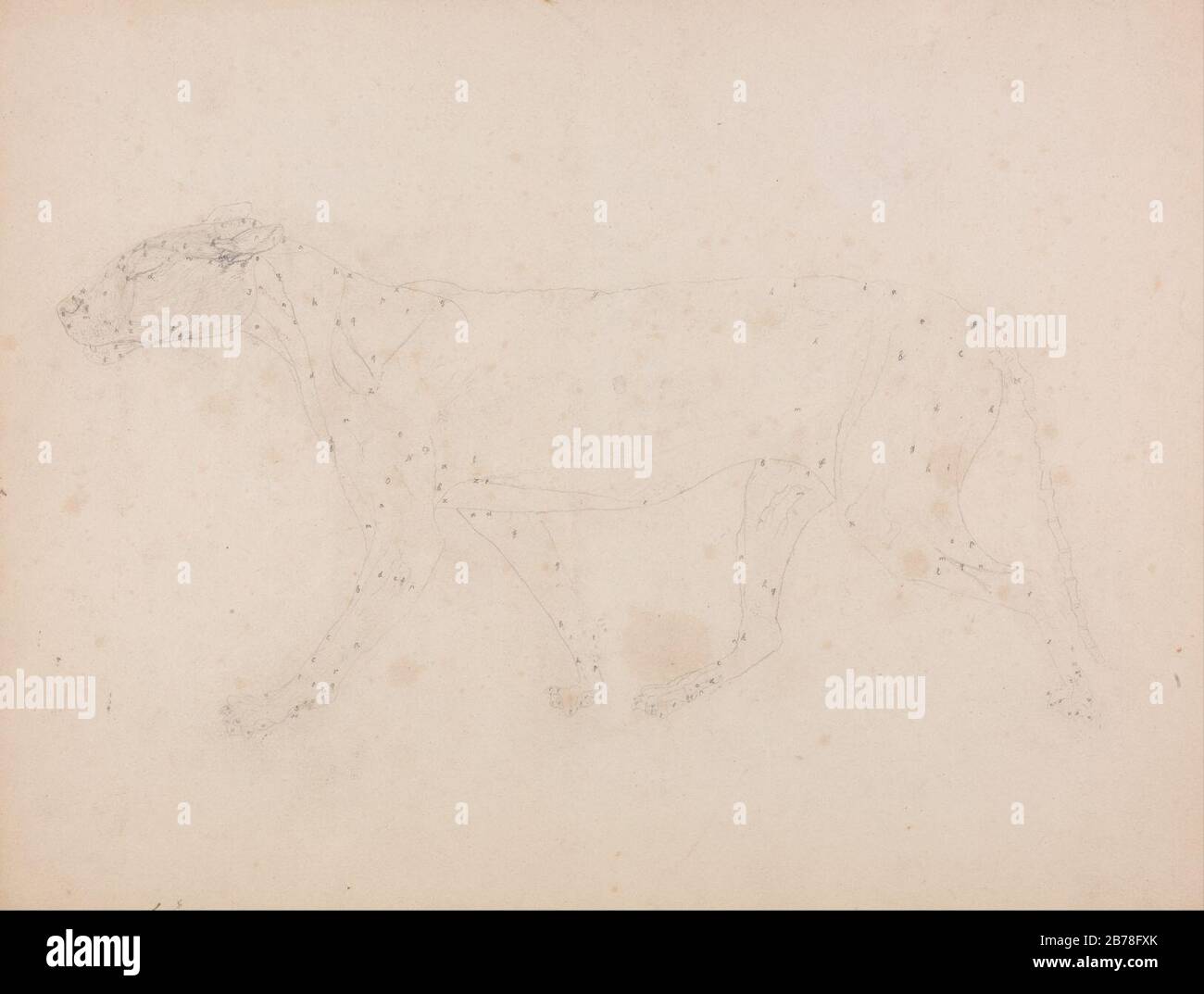 George Stubbs - A Comparative Anatomical Exposition of the Structure of ...