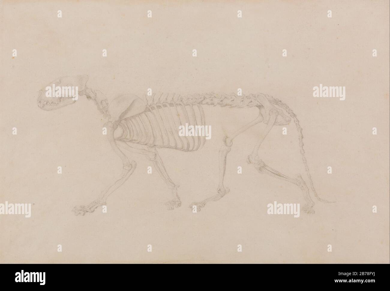 George Stubbs - A Comparative Anatomical Exposition of the Structure of ...