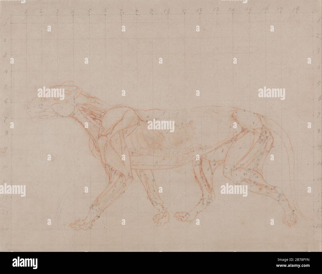 George Stubbs - A Comparative Anatomical Exposition of the Structure of ...
