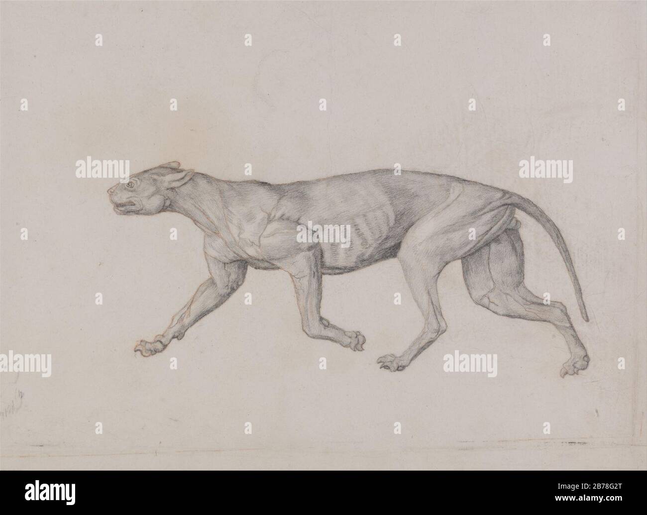 George Stubbs - A Comparative Anatomical Exposition of the Structure of ...