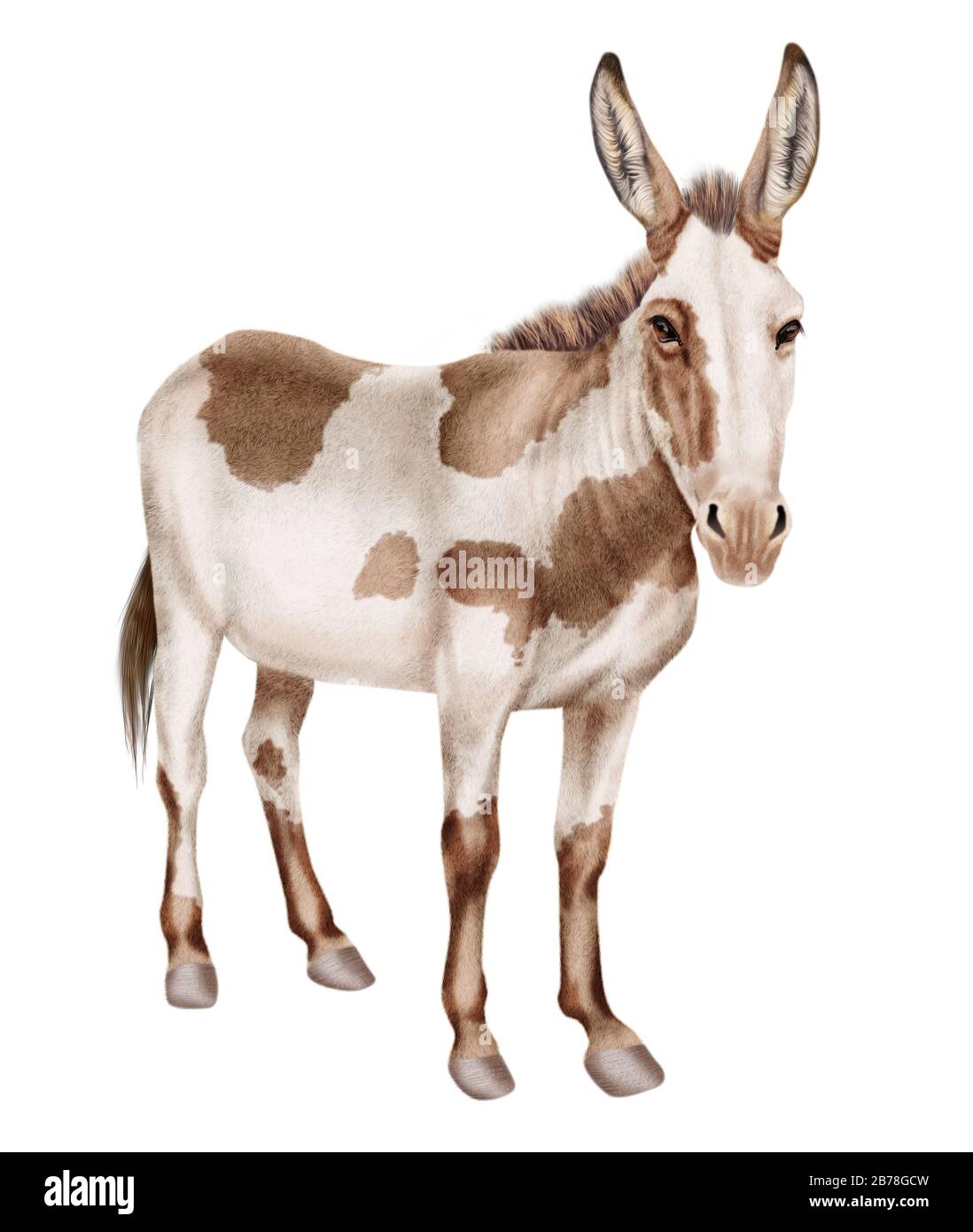 White and beige donkey hi-res stock photography and images - Alamy