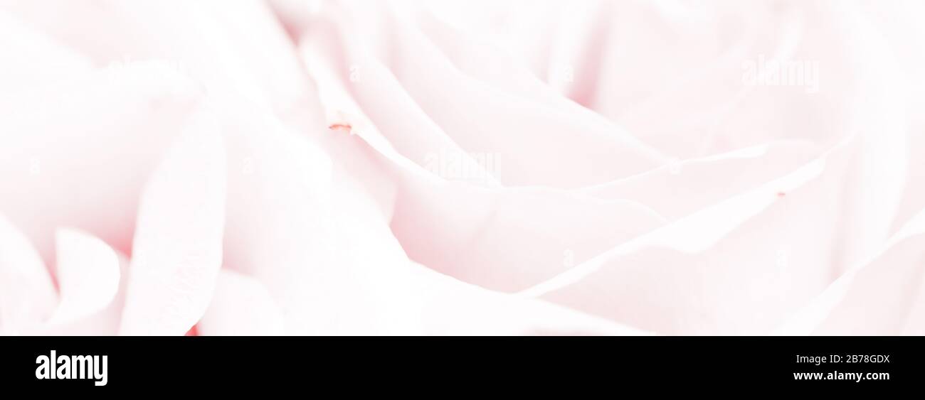 Tender rose flower in nature, floral art and botanical garden as ...