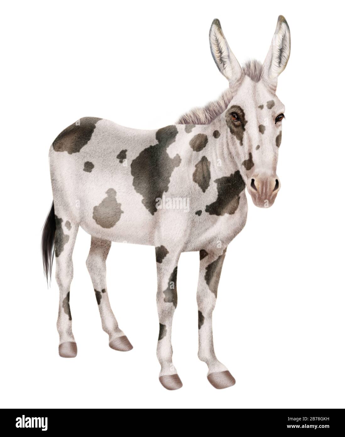 White And Beige Donkey High Resolution Stock Photography and Images - Alamy
