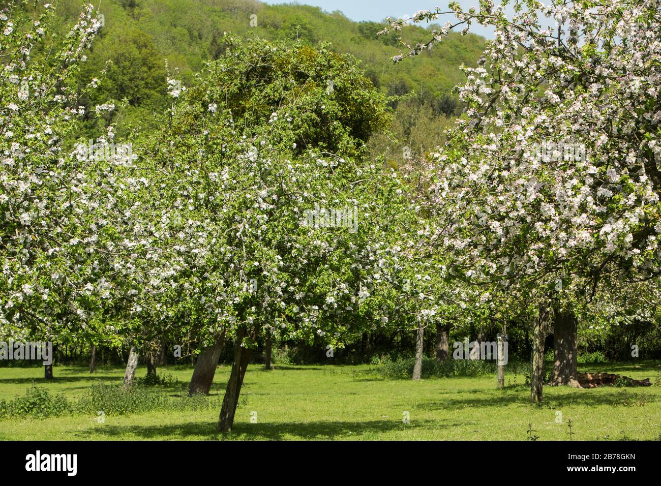 Cider apple orchard herefordshire hi-res stock photography and images ...