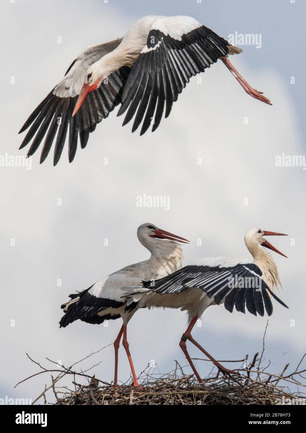 Biebesheim, Germany. 14th Mar, 2020. Two white storks defend their nest ...