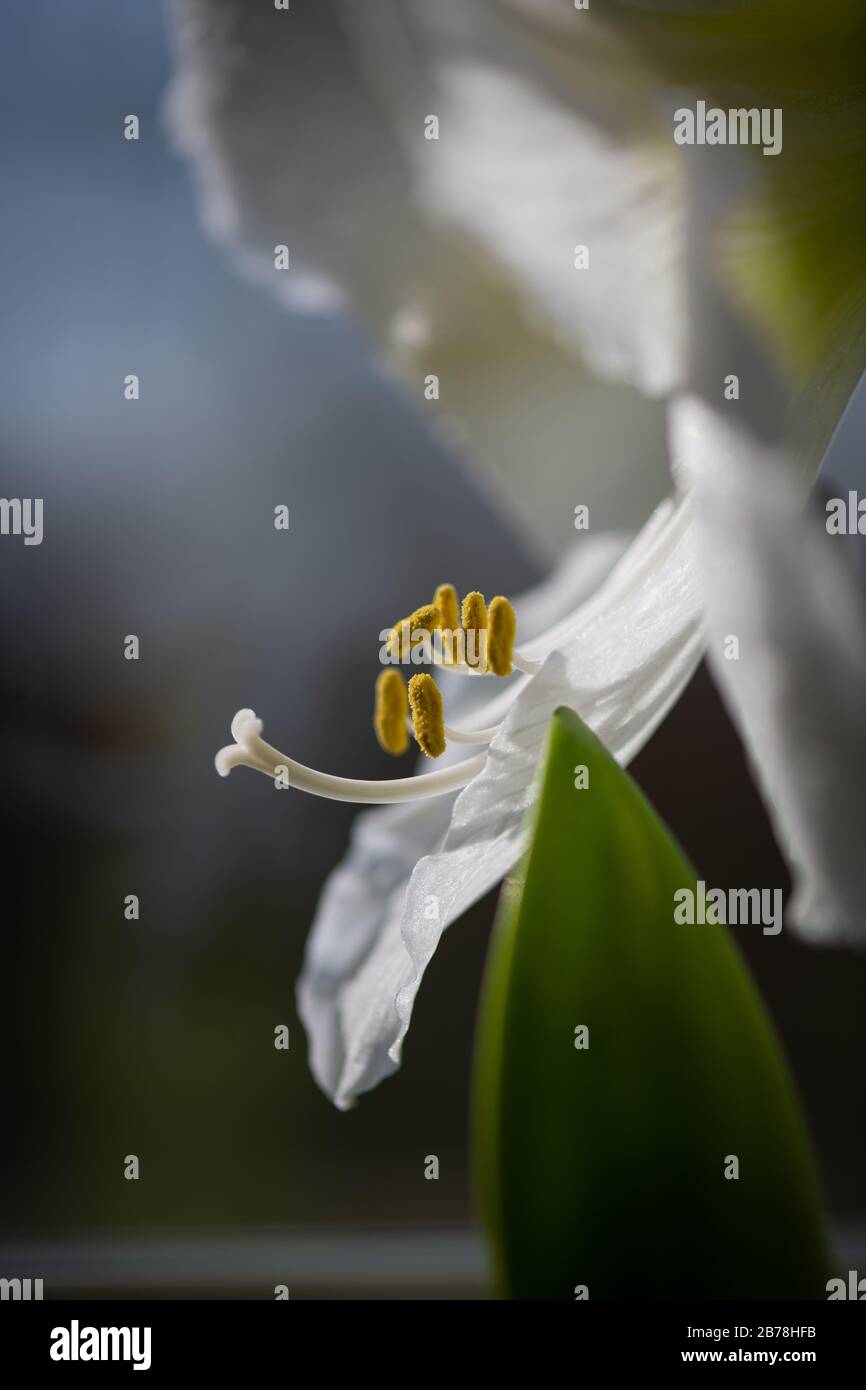 macro photography of the stem of a lily in color and blurred background ...