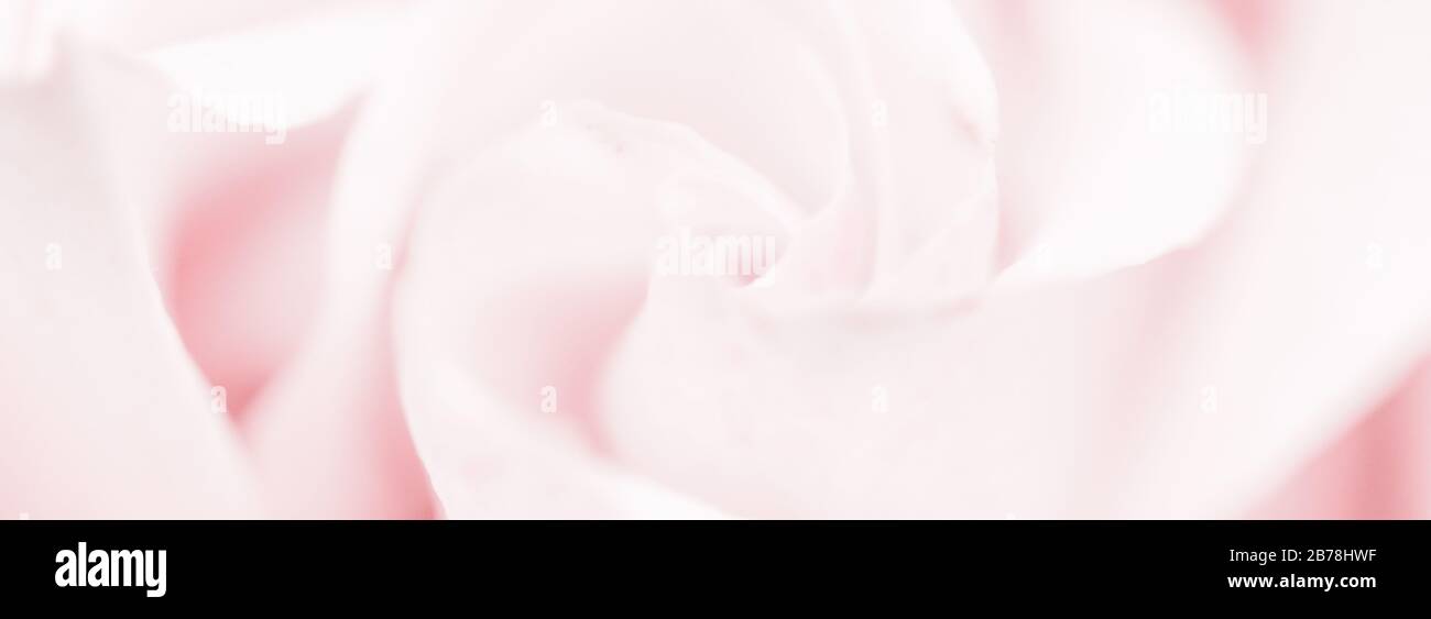 Tender rose flower in nature, floral art and botanical garden as ...