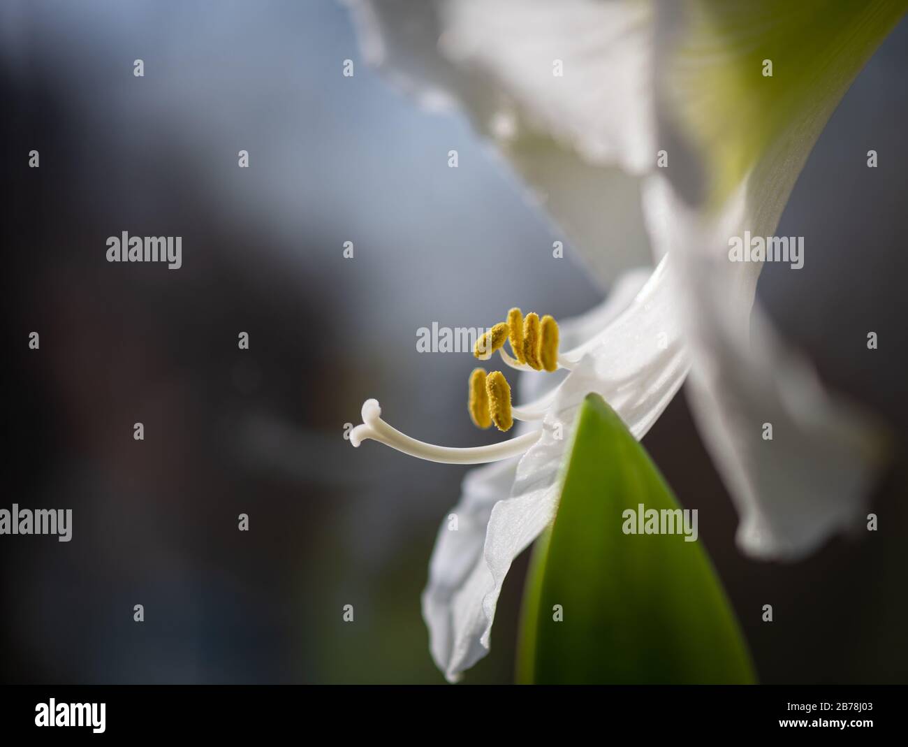 macro photography of the stem of a lily in color and blurred background ...