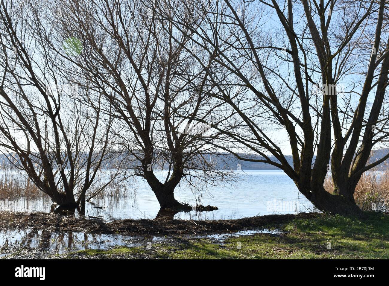 View of the lake and three trees Stock Photo - Alamy