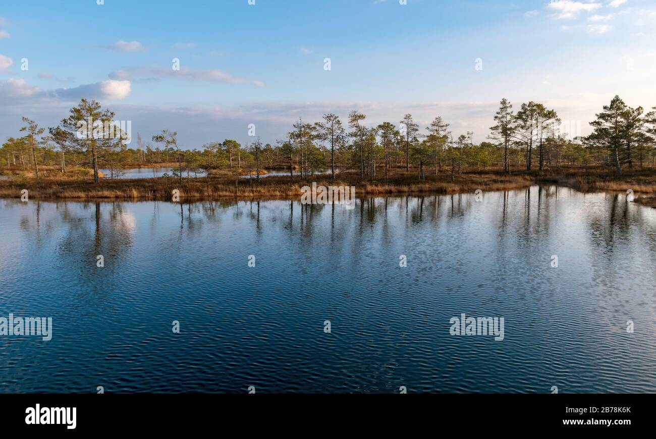 Still water with trees in the swamp land of Kemeri National Park in ...