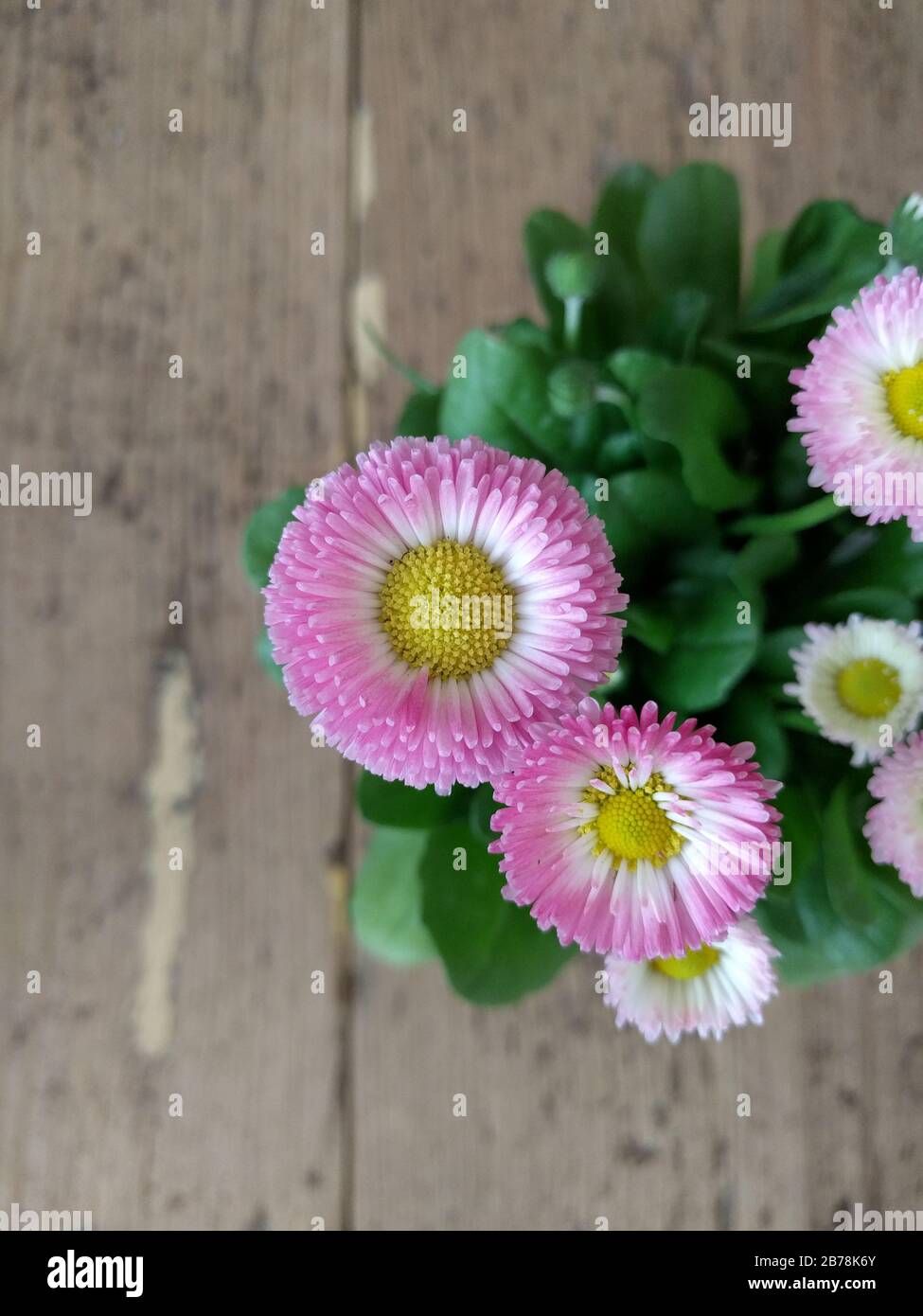 Daisy with pink flower head Stock Photo - Alamy