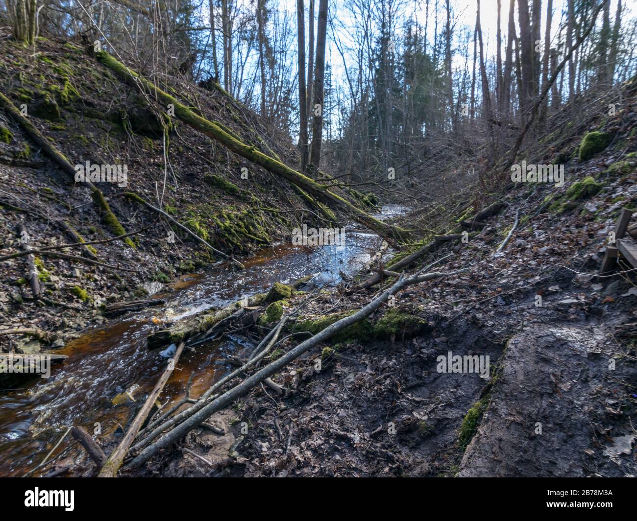 spring landscape with a small wild river, trees falling over a ravine ...