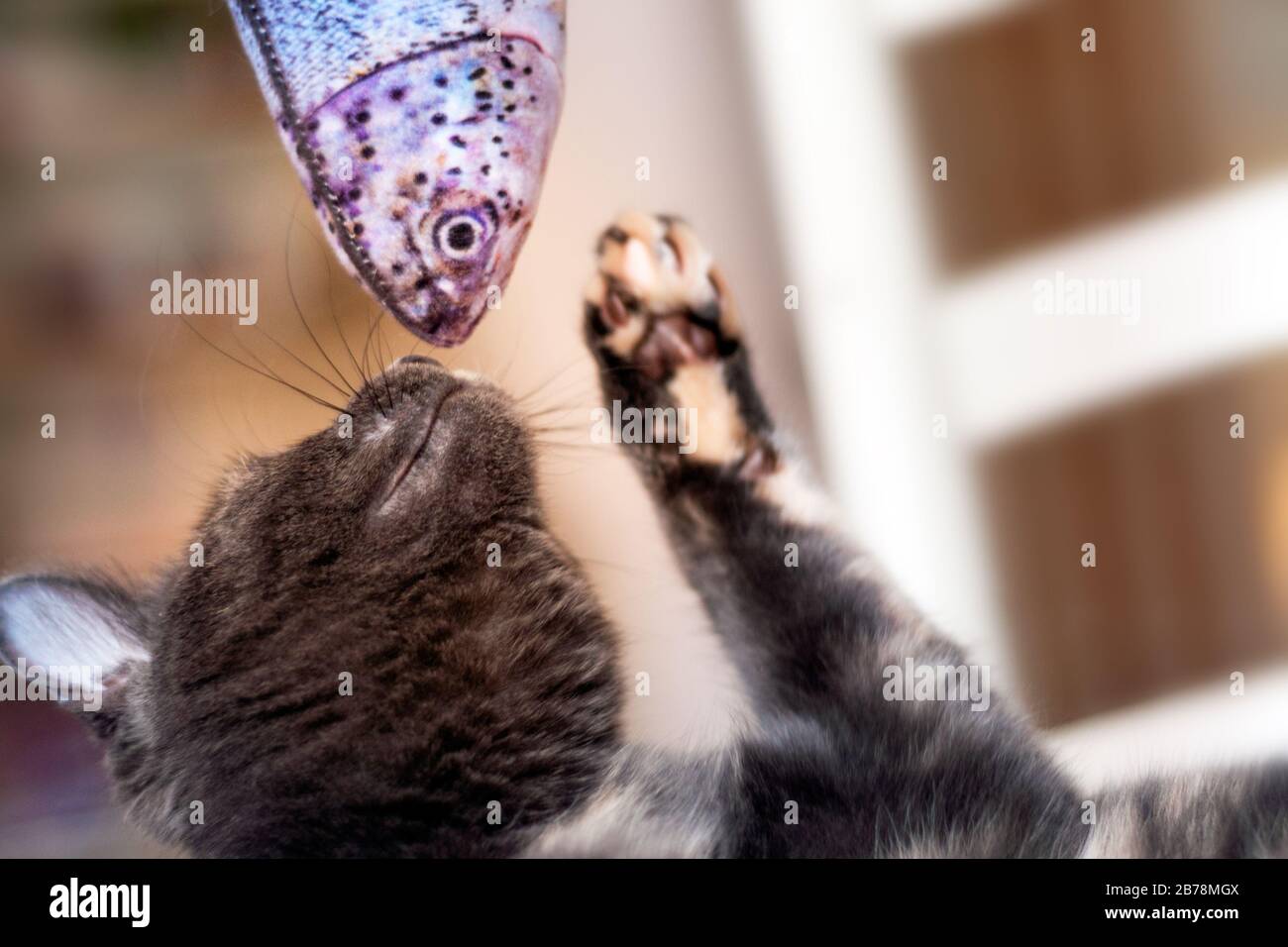 beautiful cat playing with a fish toy Stock Photo - Alamy