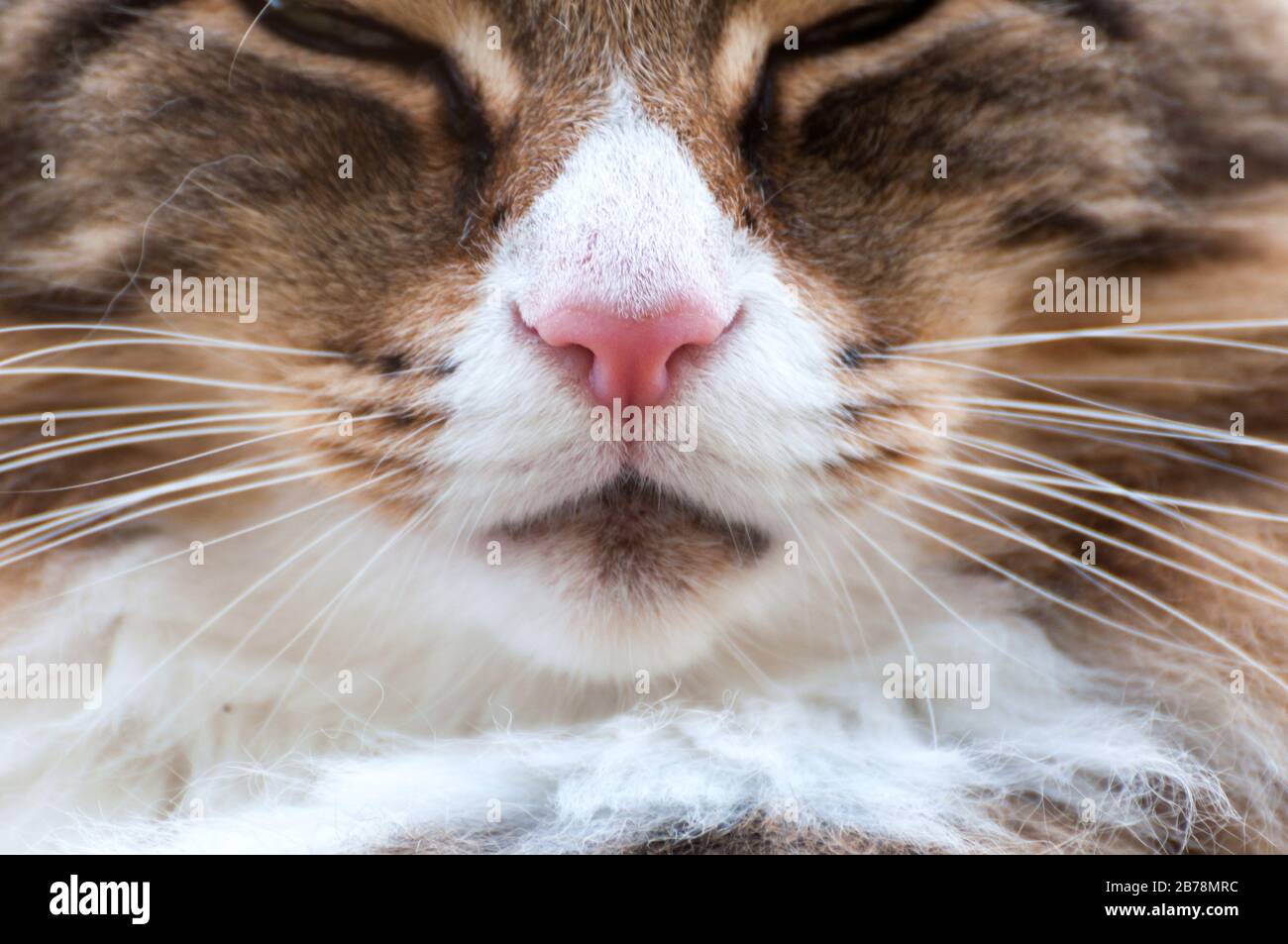 Pink nose hi-res stock photography and images - Alamy