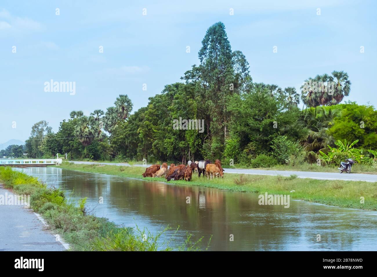 Herds of cows are eating grass on the side of the road near the ...