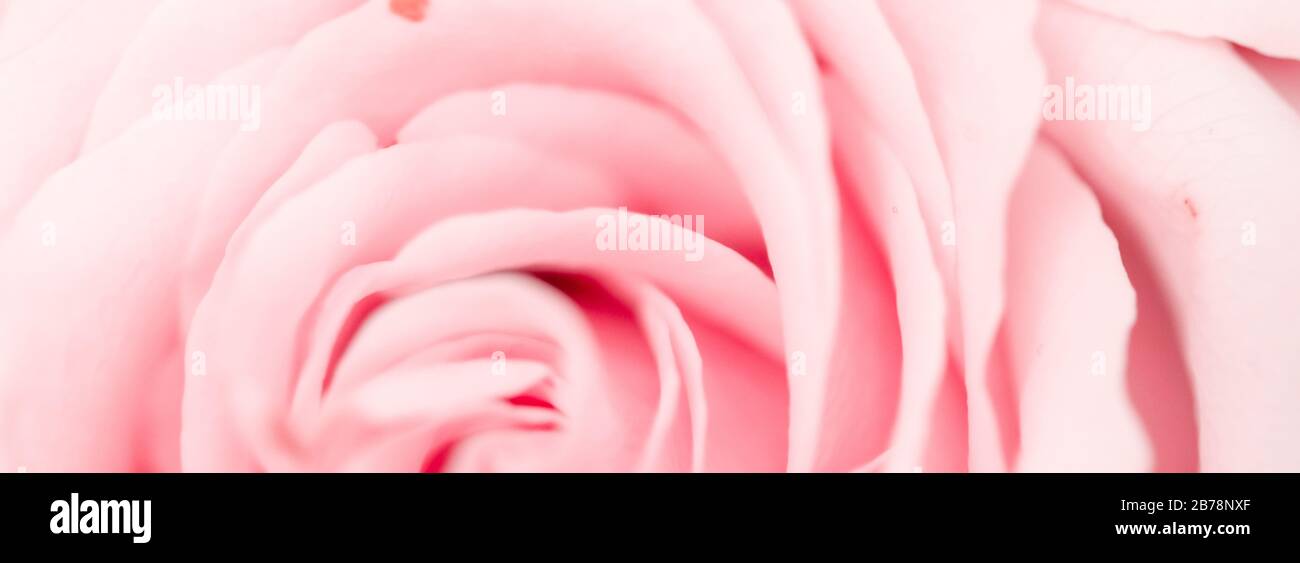 Tender rose flower in nature, floral art and botanical garden as ...