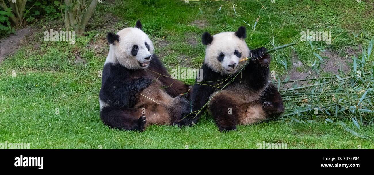 Giant pandas, bear pandas, mother and son together Stock Photo - Alamy