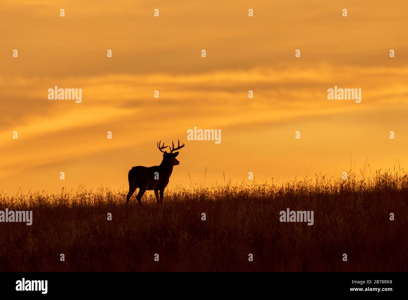 Whitetail Deer Buck at Sunset in Colorado in Autumn Stock Photo - Alamy