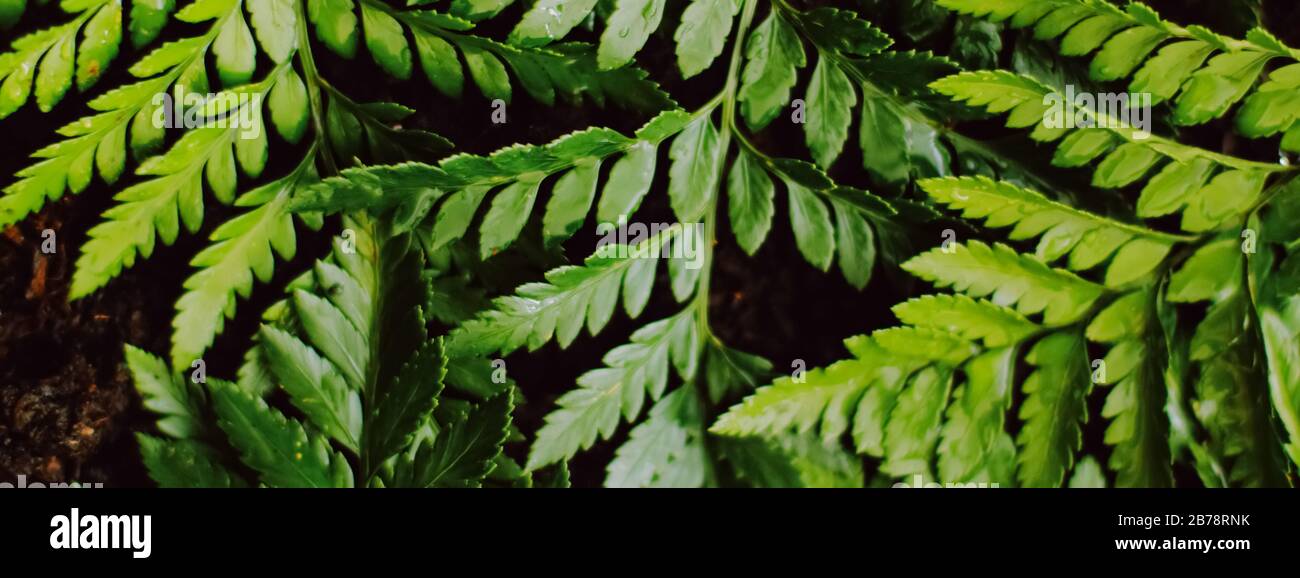 Tropical plant leaves in garden as botanical background, nature and ...