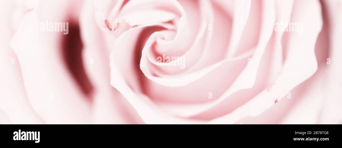 Tender rose flower in nature, floral art and botanical garden as ...