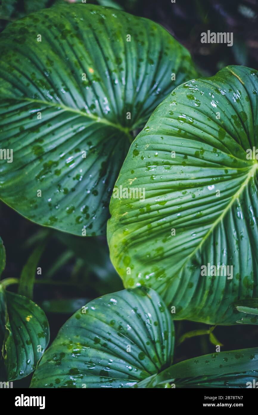 Large green leaves, view from above Stock Photo - Alamy