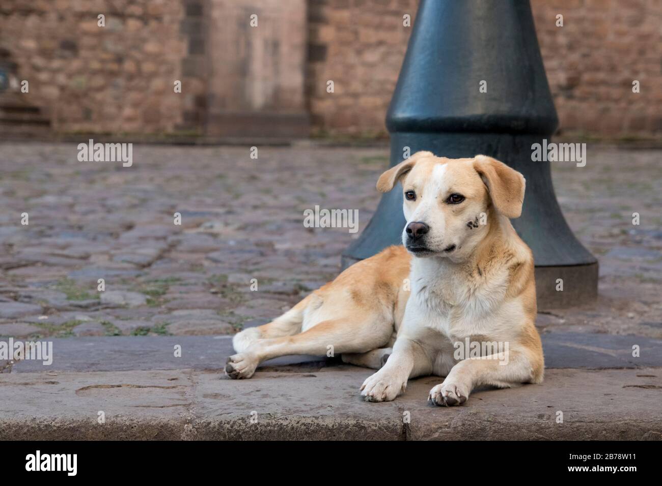 Stray dog lying down, Cusco, Peru, South America Stock Photo - Alamy
