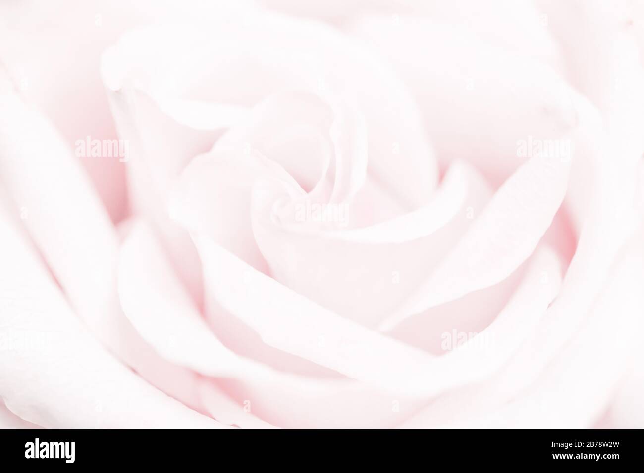 Tender rose flower in nature, floral art and botanical garden as ...