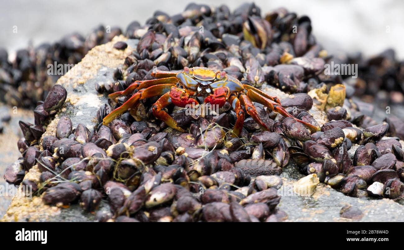 Sally lightfoot crab feeding on mussels, Lima, Peru, South America ...