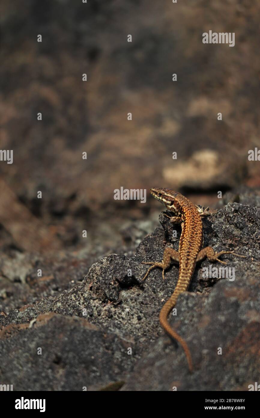 Lizard on the rocks hi-res stock photography and images - Alamy