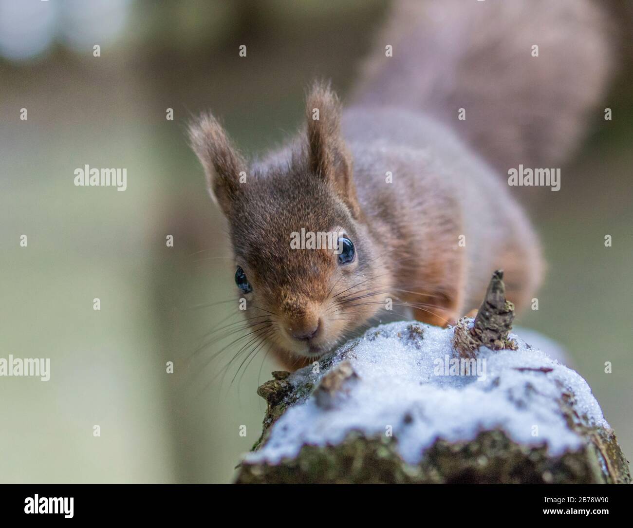 Red squirrel on a snowy branch, Yorkshire Dales, Yorkshire, England, UK ...