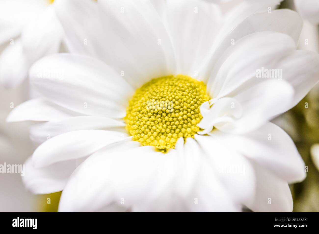 Spring daisy flower in nature, floral art and botanical garden as ...