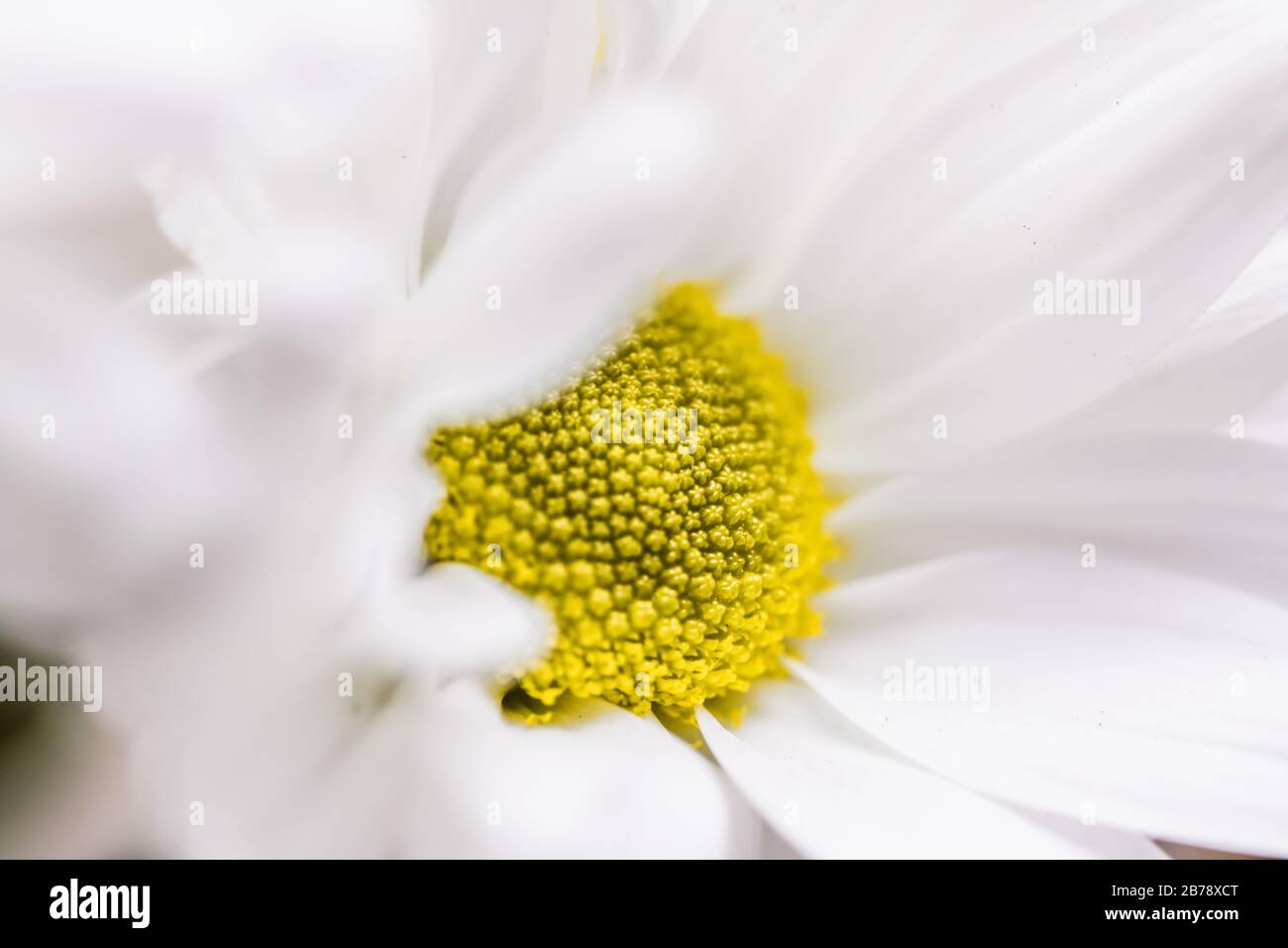 Spring daisy flower in nature, floral art and botanical garden as ...