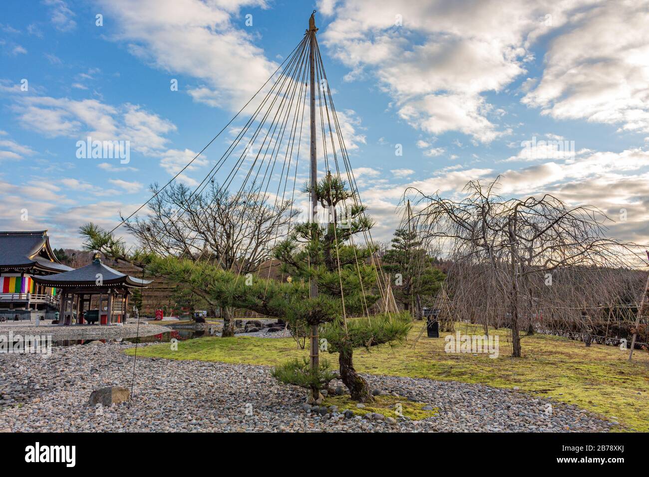 Pine trees with yukizuri ropes, under blue winter sky with clouds ...