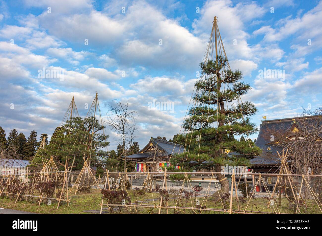 Pine trees with yukizuri ropes, under blue winter sky with clouds ...