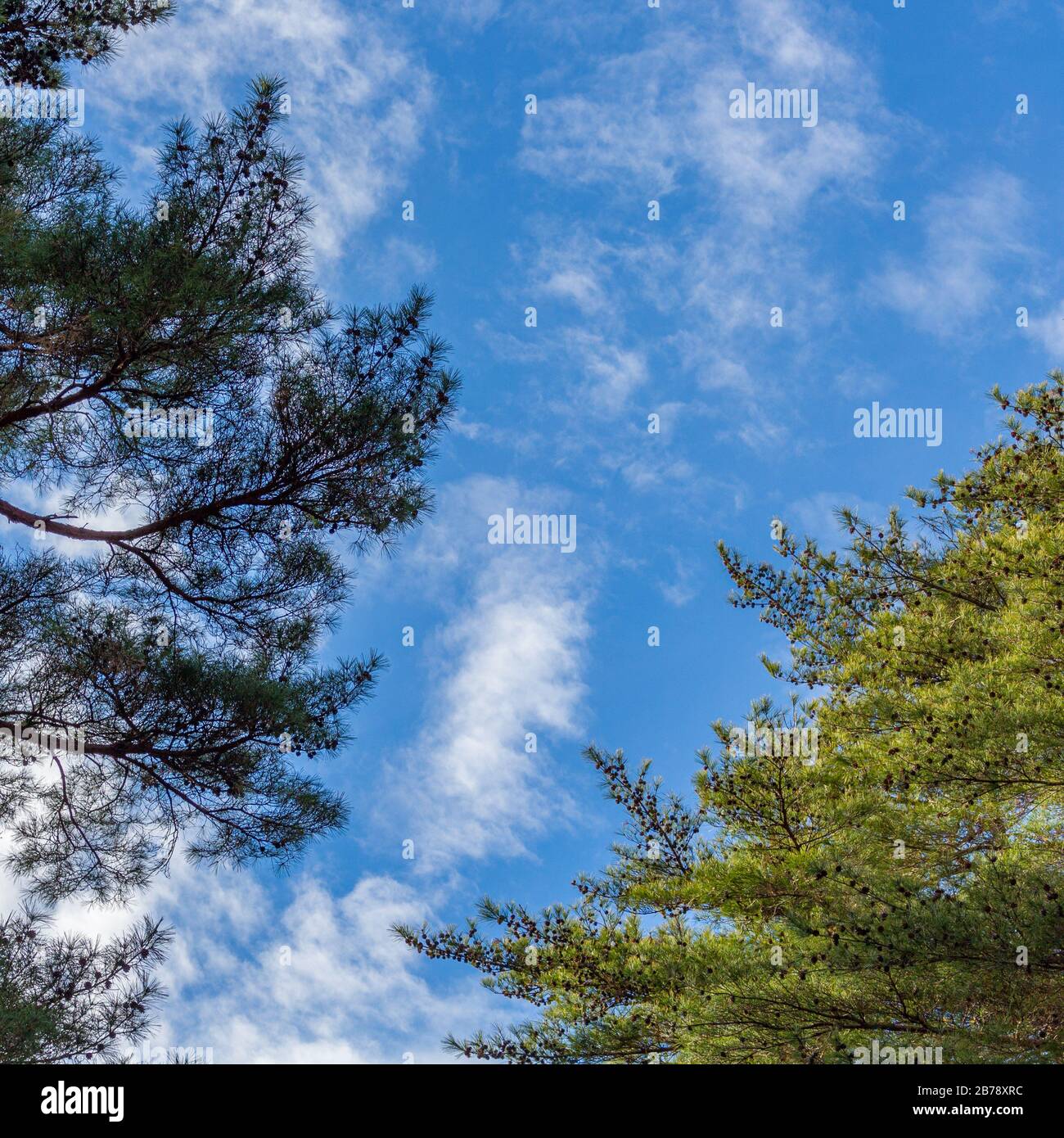 Pine matsu tree in japan hi-res stock photography and images - Alamy