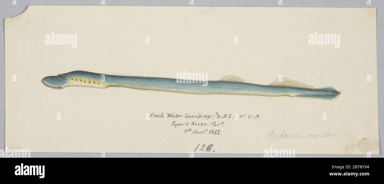Geotria australis (Fresh water lamprey) by Frank Edward Clarke Stock ...