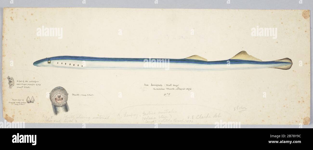 Geotria australis by Frank Edward Clarke Stock Photo - Alamy