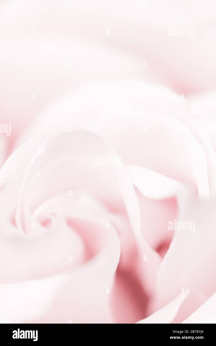 Tender rose flower in nature, floral art and botanical garden as ...