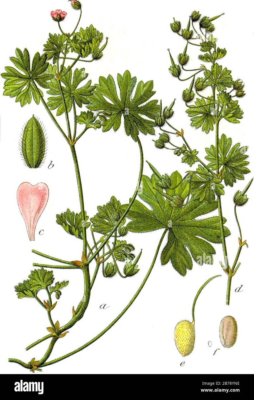 Geranium pusillum Cut Out Stock Images & Pictures - Alamy