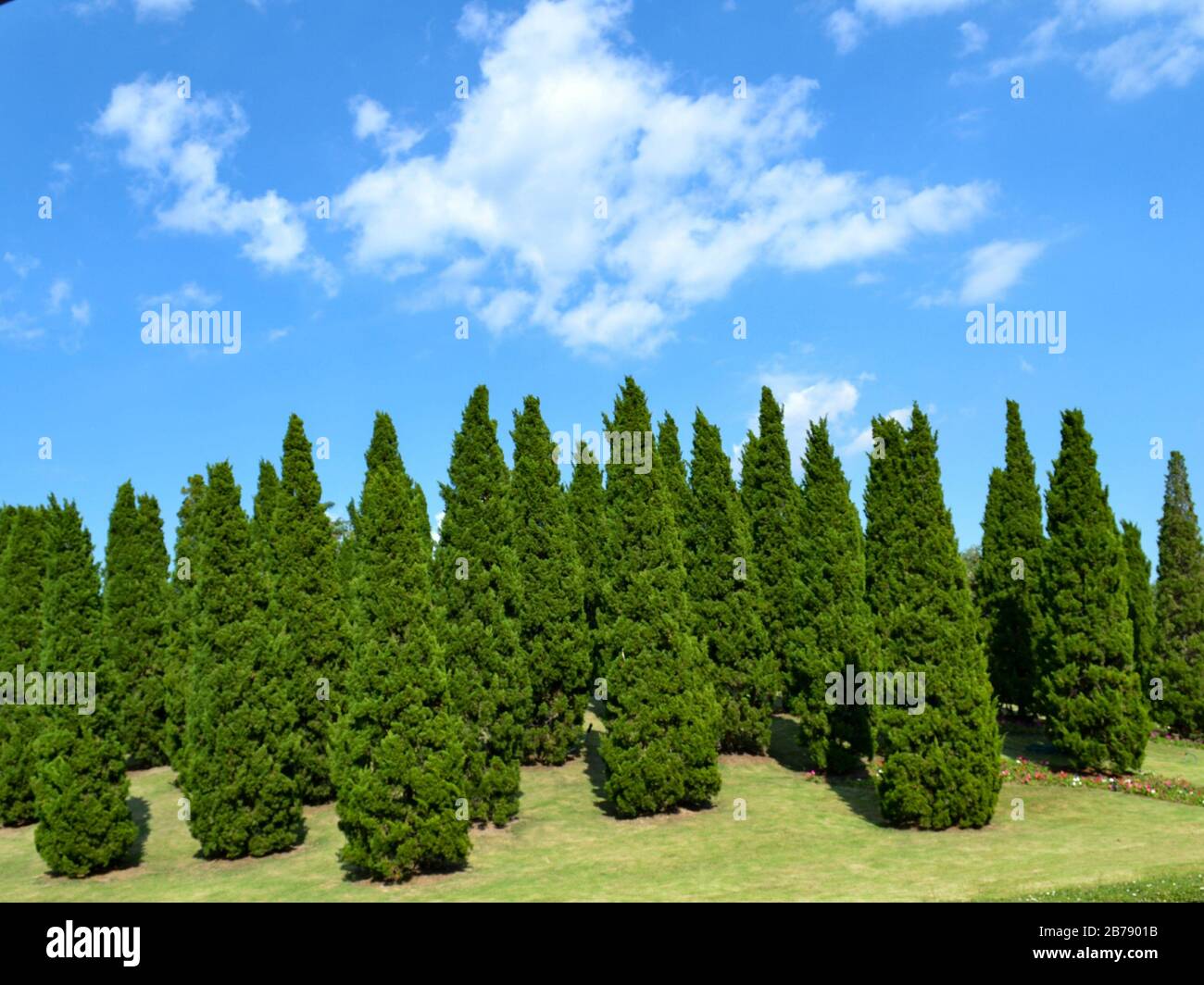 Chinese juniper hi-res stock photography and images - Alamy