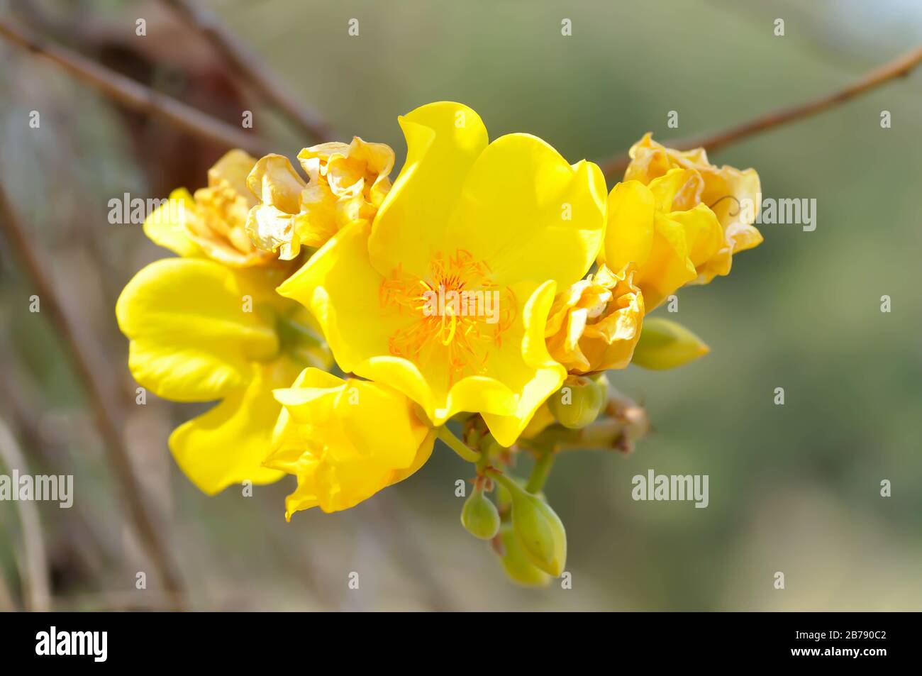 Cochlospermaceae hi-res stock photography and images - Alamy