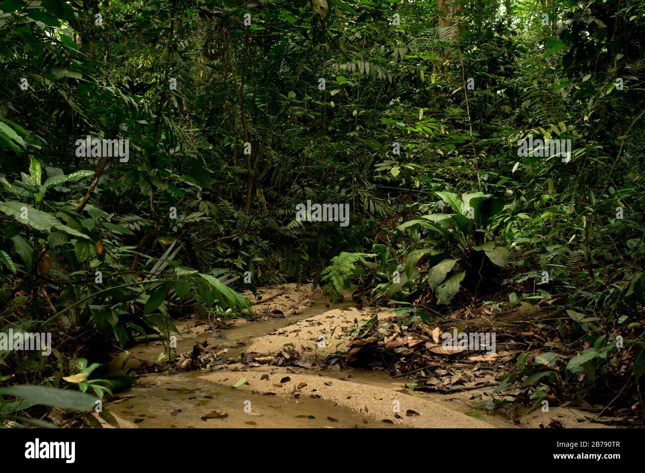 Stream in the jungle of the Forest Research Institute of Malaysia Stock ...